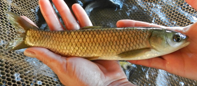 Carpa Capim – Piscicultura Aqua Minas