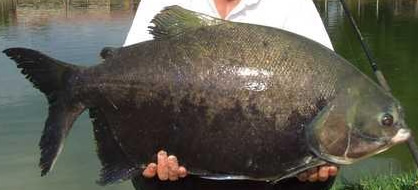 Tambacu – Piscicultura Aqua Minas